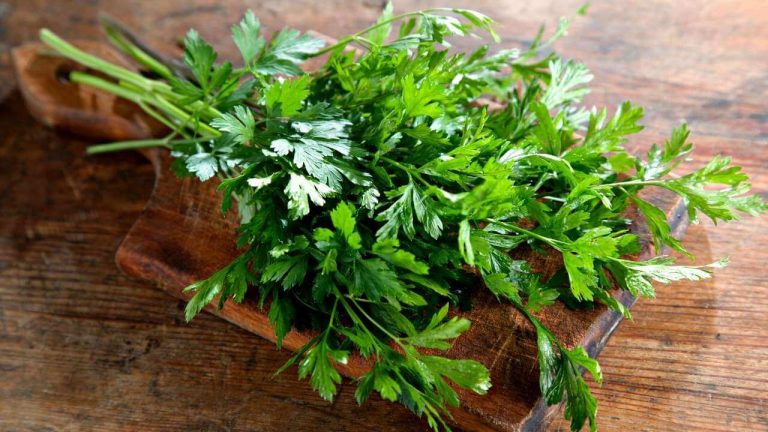 Spices Good For Dogs: 11 Best Seasonings And Herbs