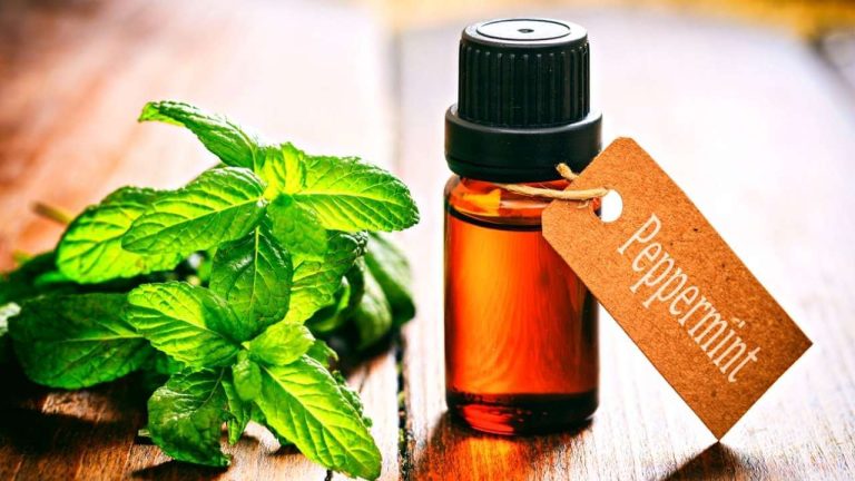 Spices Good For Dogs: 11 Best Seasonings And Herbs