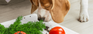 Spices Good For Dogs: 11 Best Seasonings And Herbs