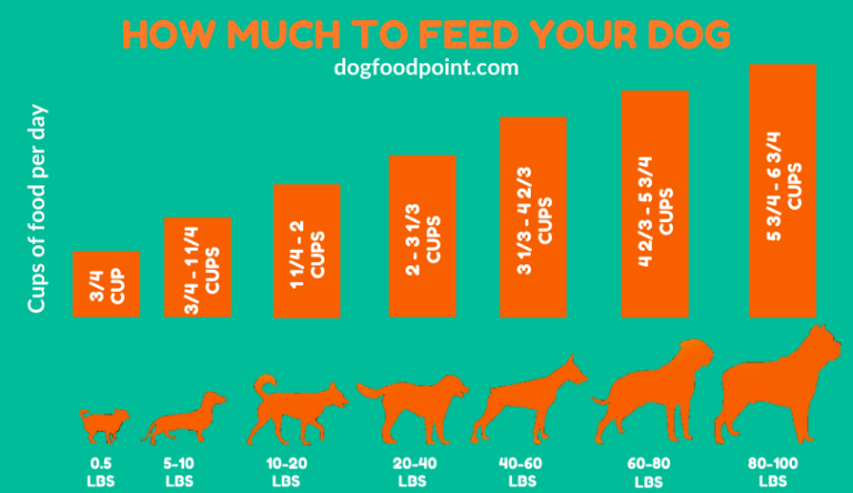 How Much Should I Feed My Dog? An Ultimate Guide