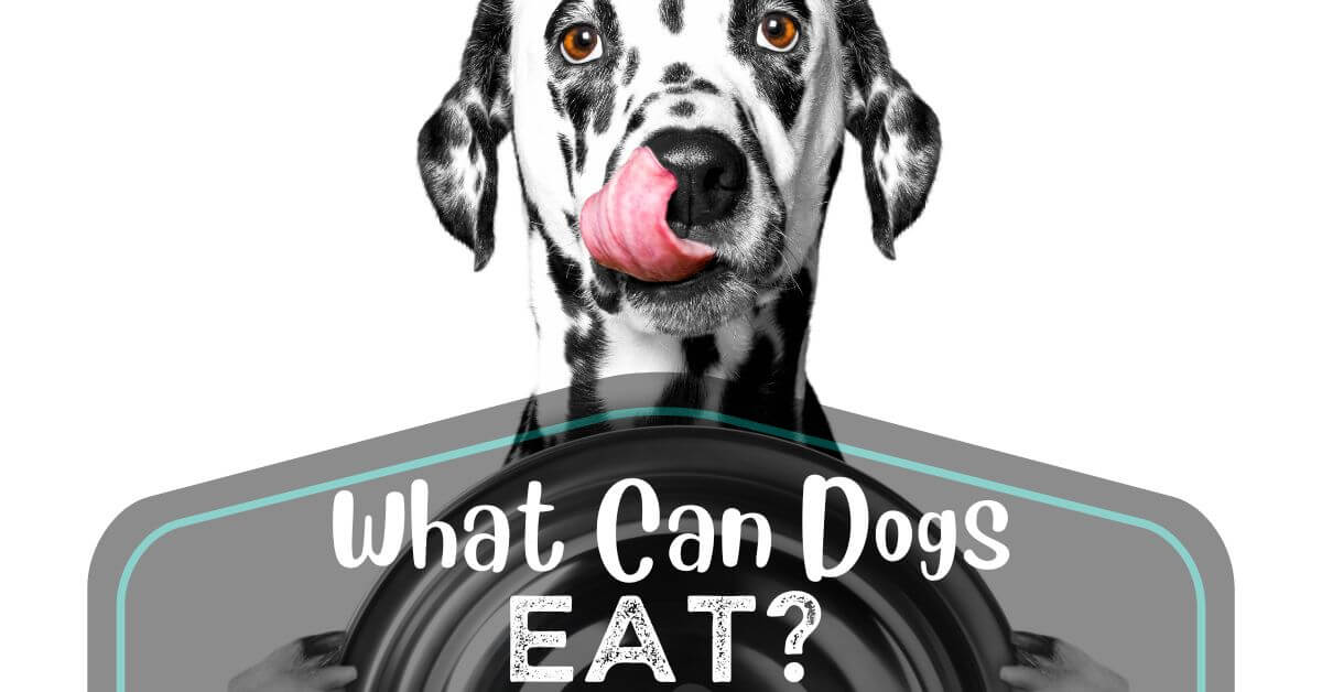 What Can Dogs Eat: 40 Foods Safe For Your Pet