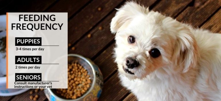 How Much Should I Feed My Dog? An Ultimate Guide