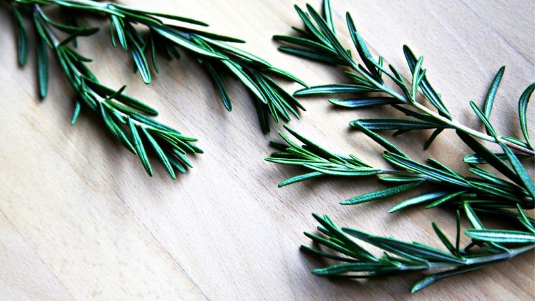 Spices Good For Dogs: 11 Best Seasonings And Herbs